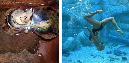 10 Things you don't know about SeaWorld