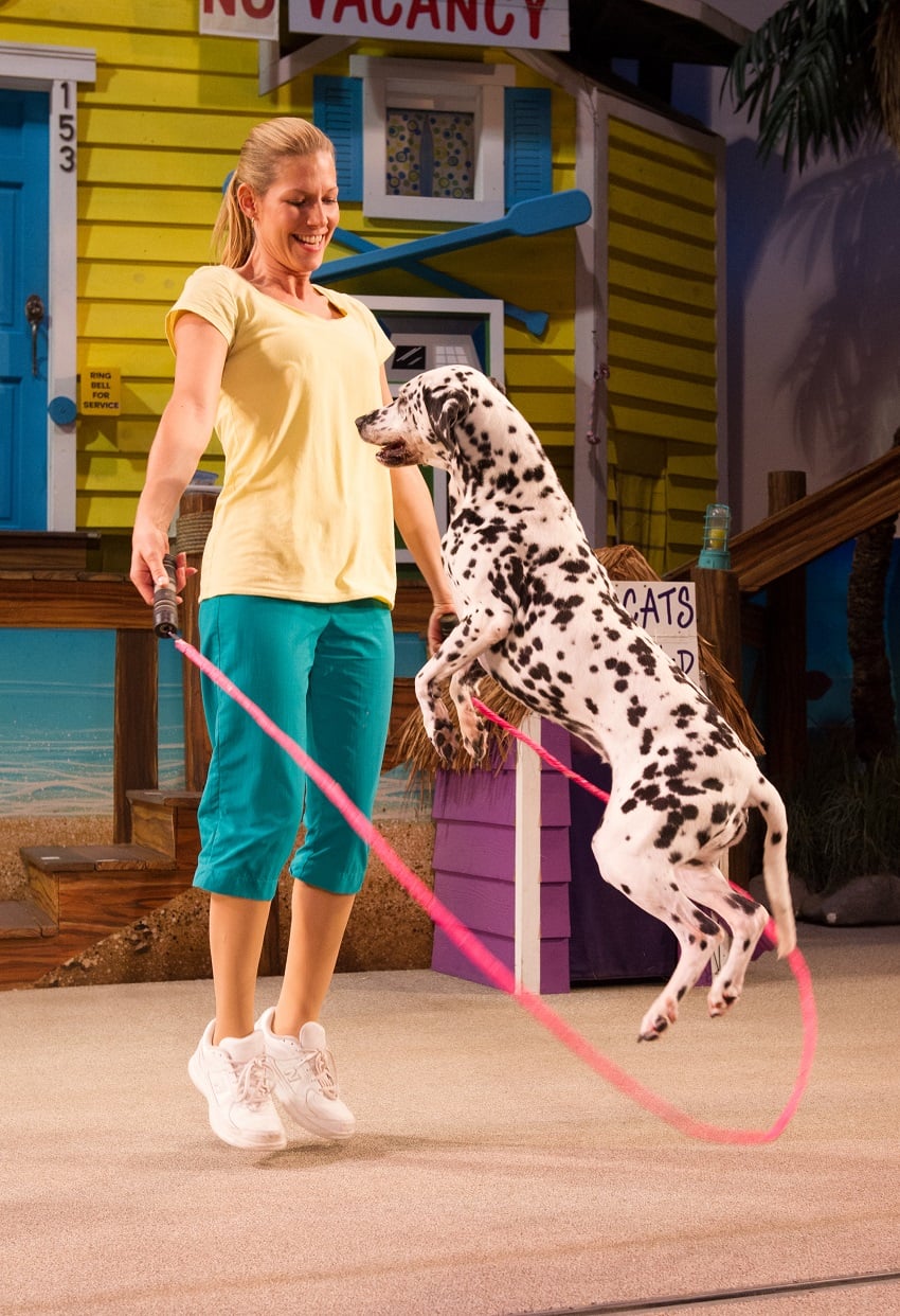 8 Heart-Warming Facts About SeaWorld’s Pets Ahoy! Show