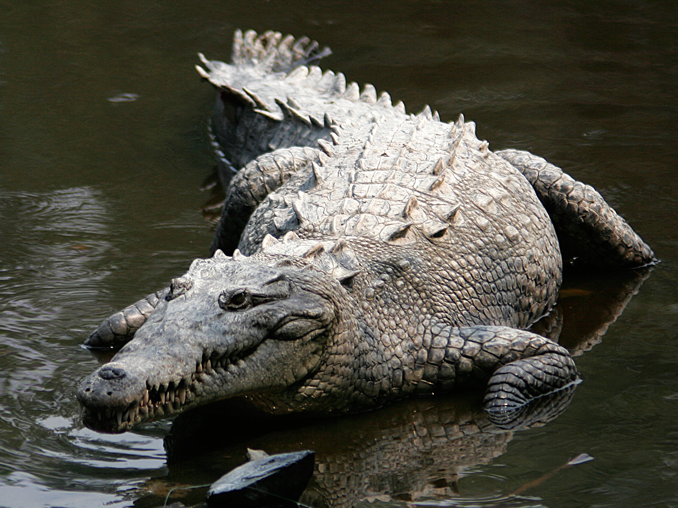 The Exhilarating Everglades: Take A Ride On The Wild Side - FloridaTix