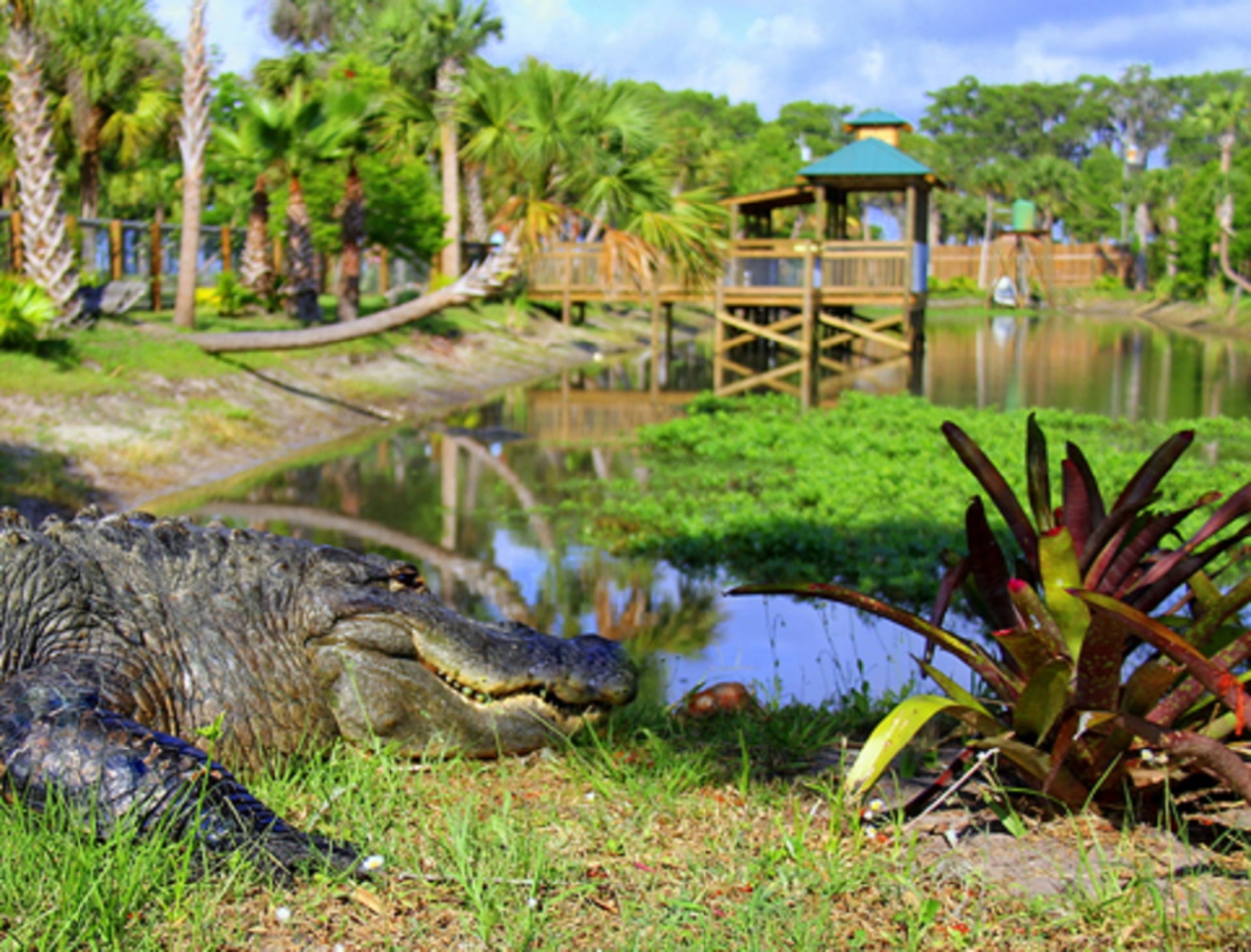 Central Florida Everglades and Safari Park Tour - FloridaTix