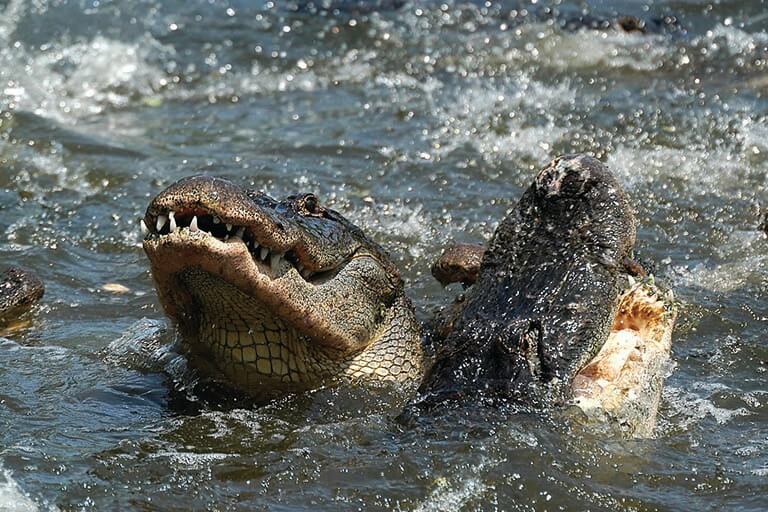 Gators Gators Gators! - Gatorland with Airboat Ride